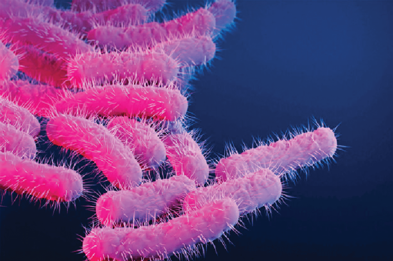 Tudo sobre Intestino e Flora Intestinal - Enterogermina