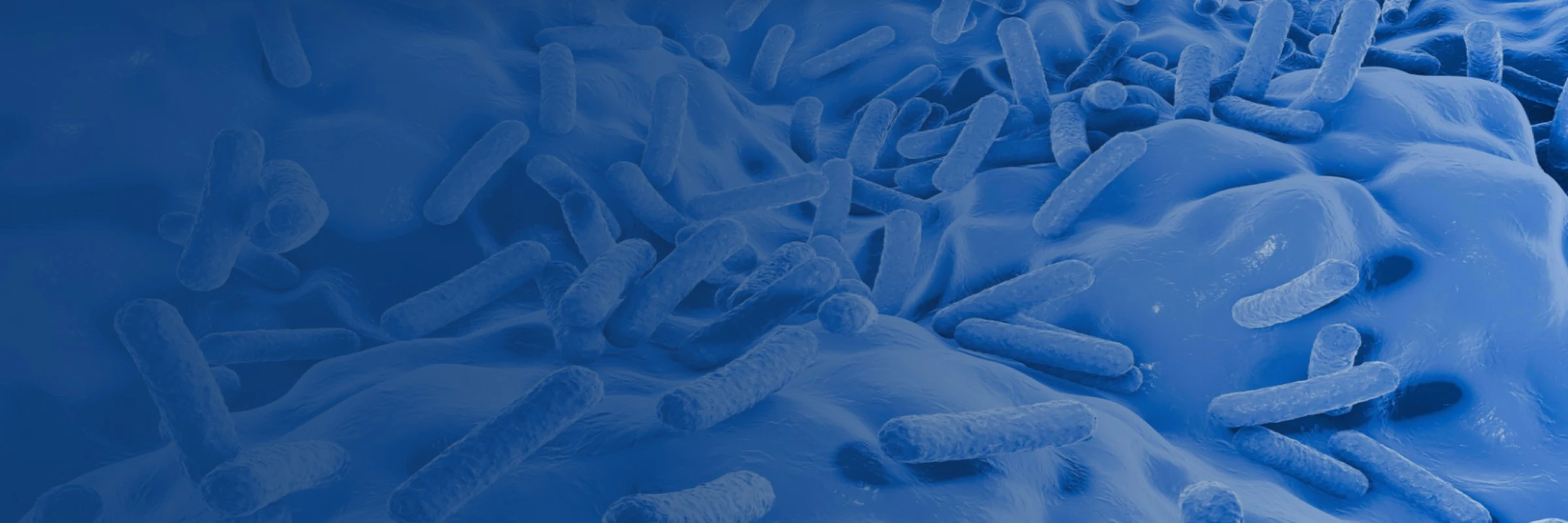 How Do Our Intestines Work? | Enterogermina®